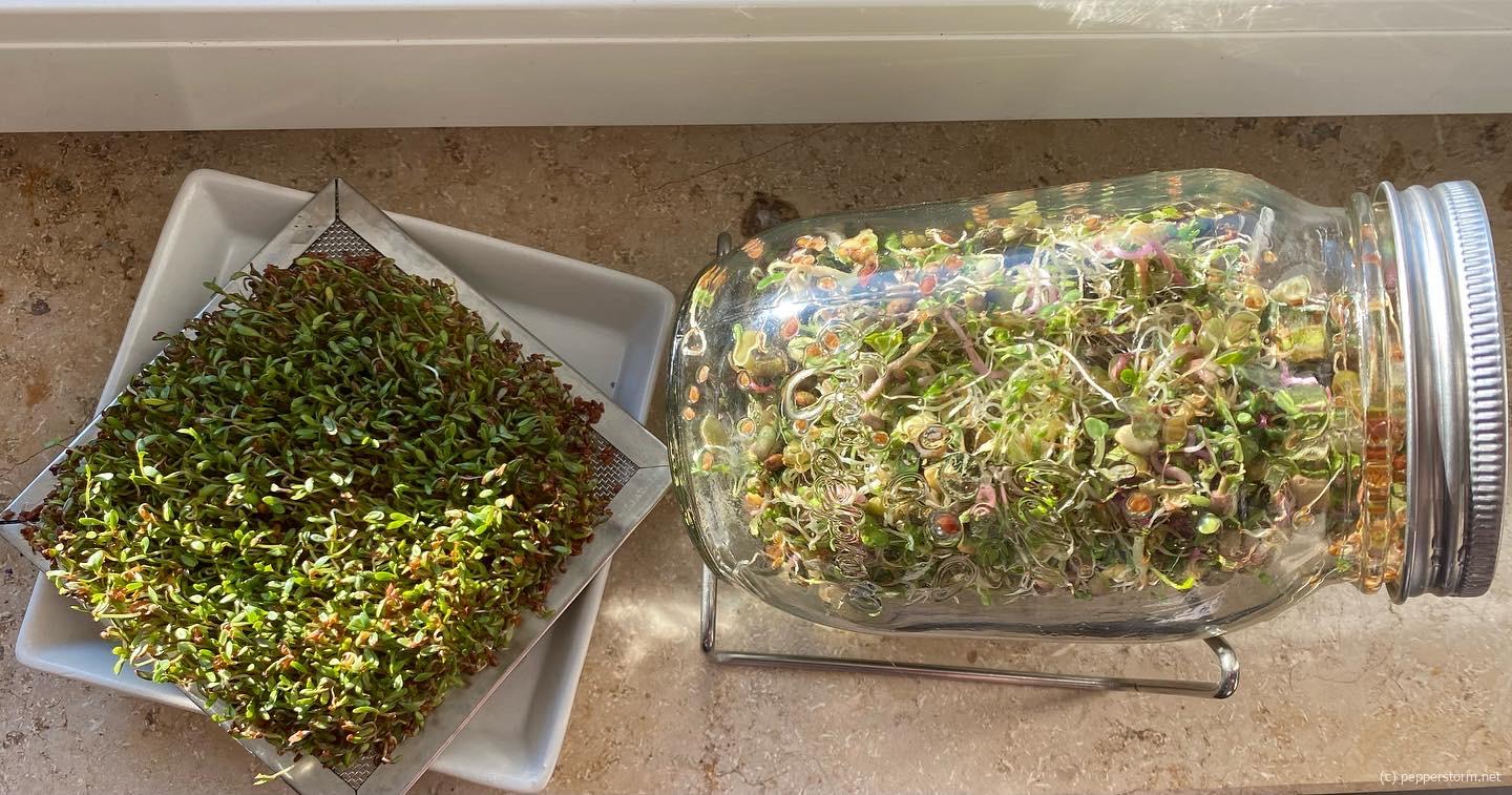 Home Grown Sprossen | Pepperstorm alles rund um Fitness Lifestyle Beauty und Natural ...